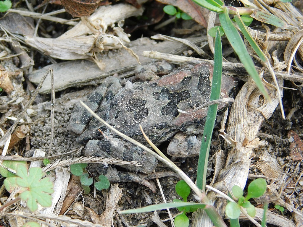 Raucous Toad from Greyton, 7233, South Africa on July 11, 2018 at 03:51 ...