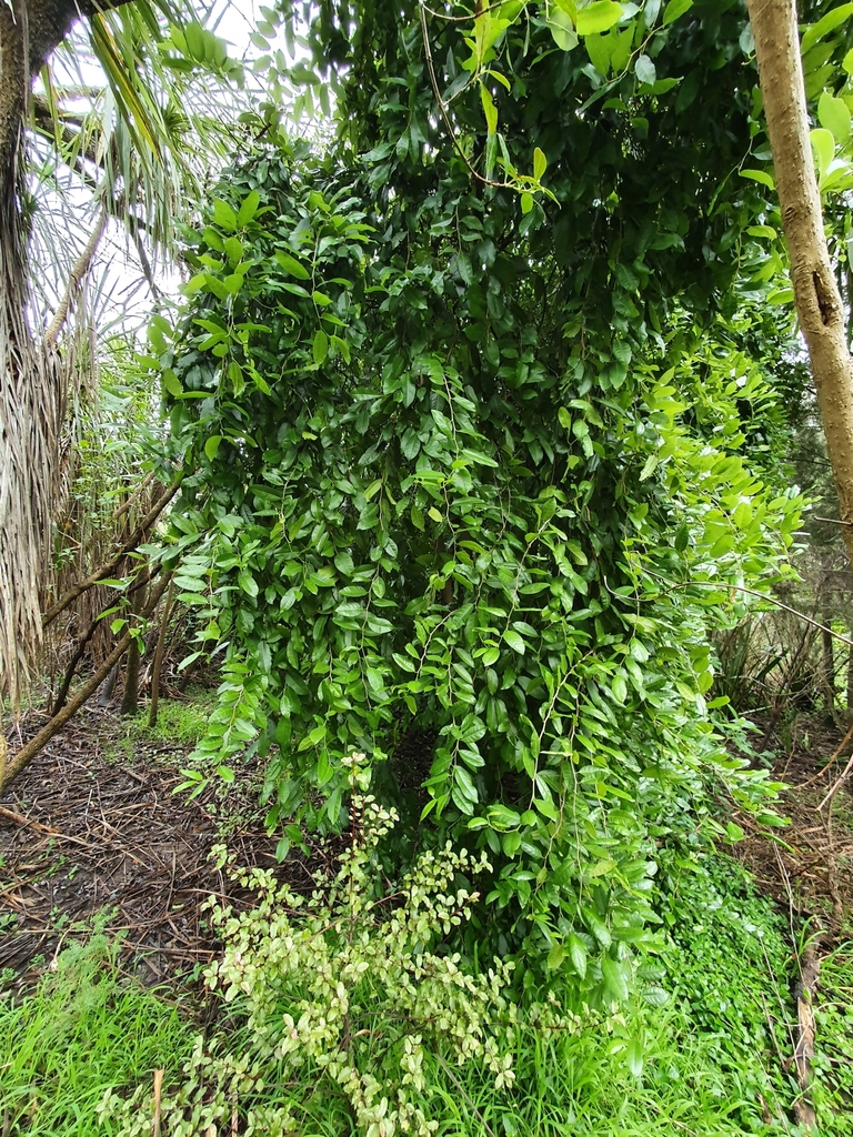 Large-leaved milk tree from Mount Albert, Auckland, New Zealand on July ...