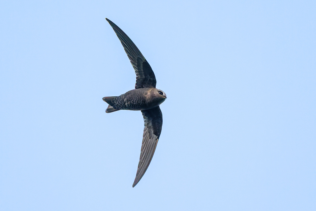 Black Swift (Northern) from Guildford, Surrey, BC, Canada on June 13 ...