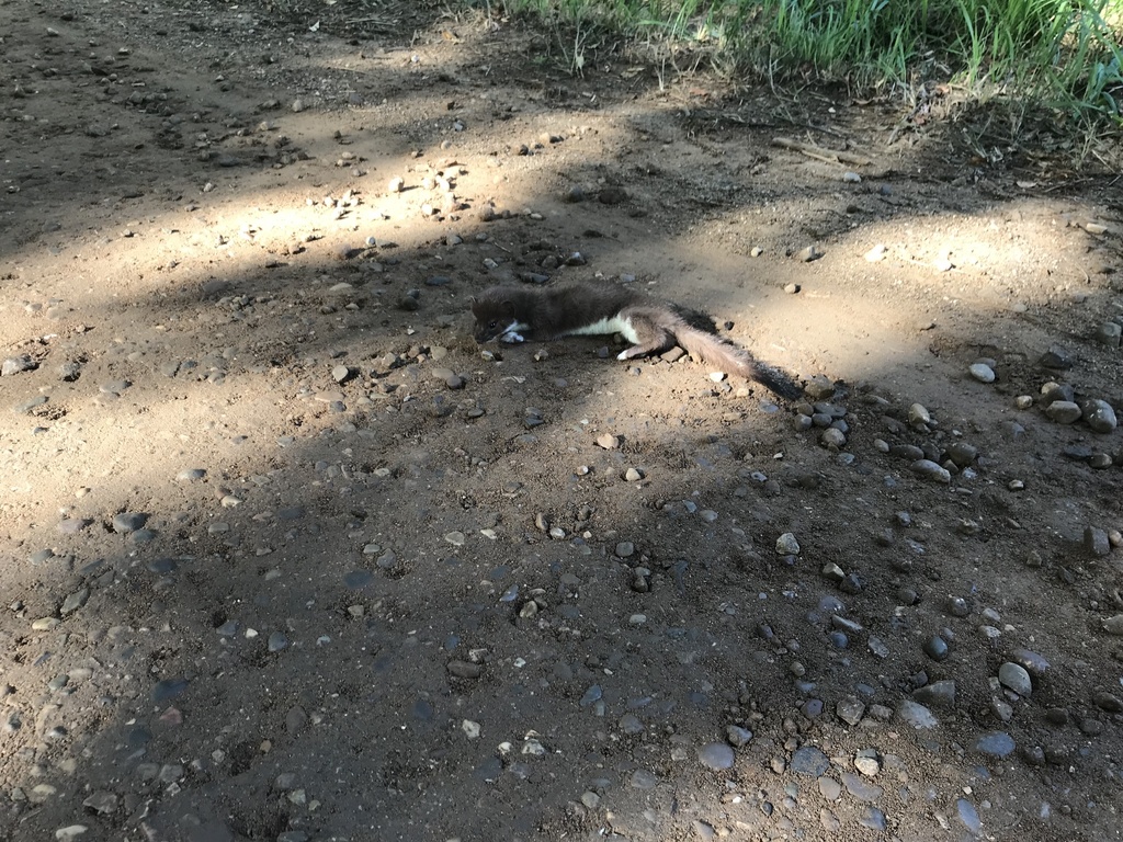 American Stoat from Rose Lake State Wildlife Research Area, East ...