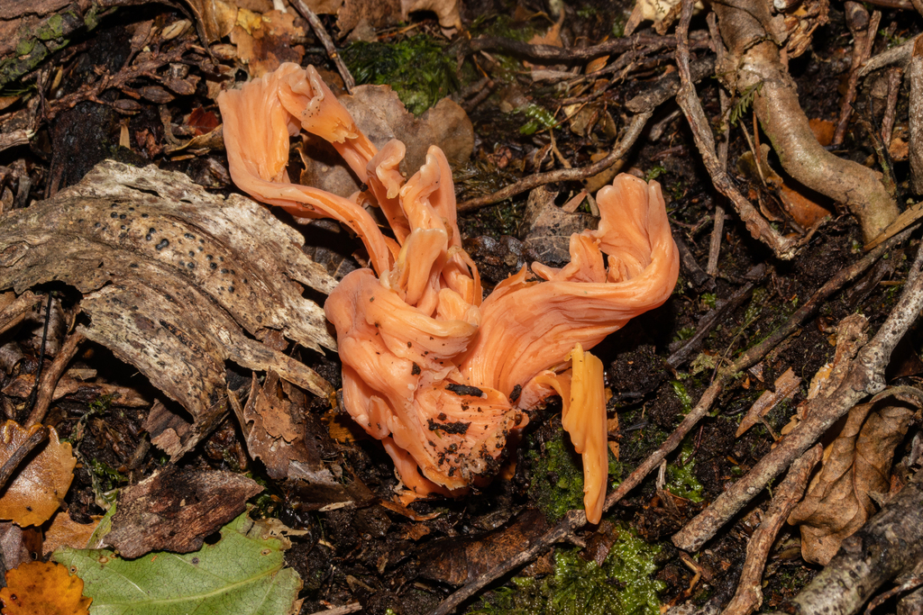 Flame fungus from Marlborough, New Zealand on July 02, 2022 at 11:43 AM ...