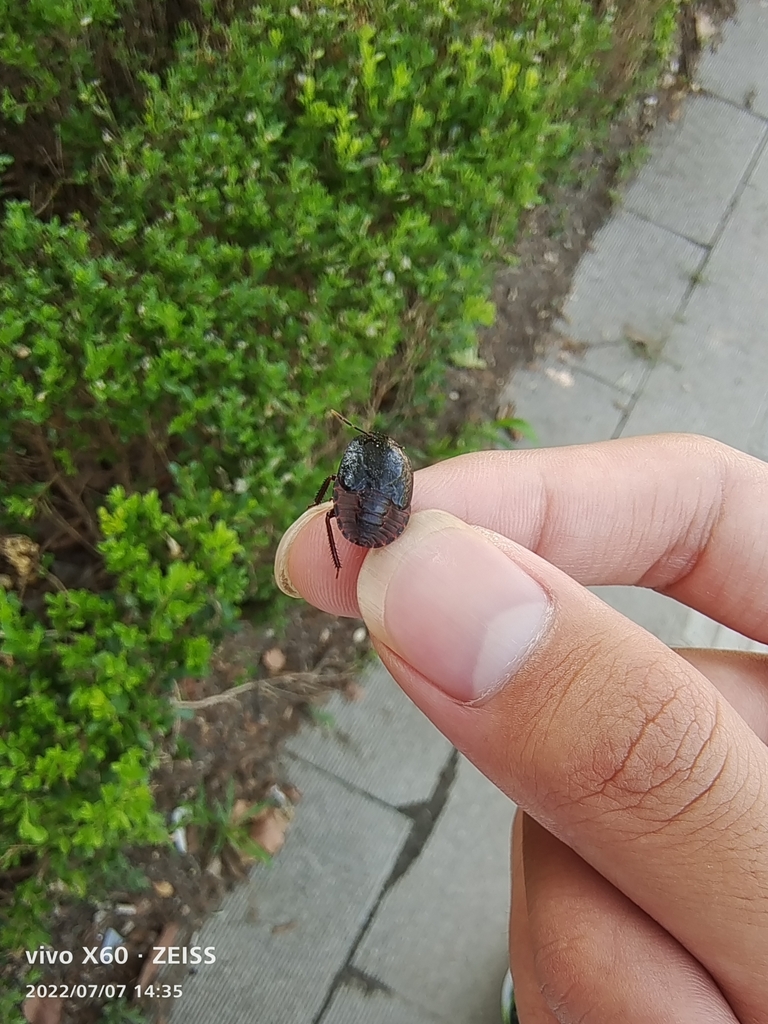 Burrowing Bugs from Luohe, CN-HE, CN on July 07, 2022 at 02:36 PM by ...