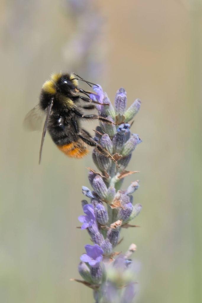 Red-tailed Bumble Bee from Alte Fernstraße - Würzburg, 97074 Würzburg ...