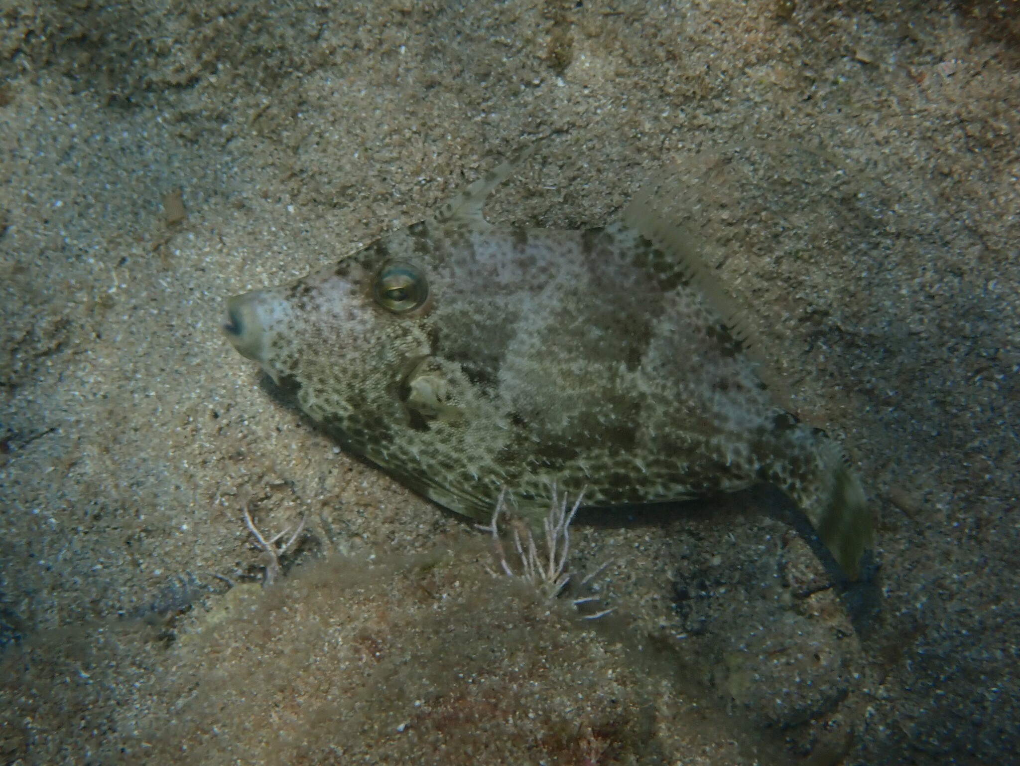 Stephanolepis diaspros Fraser-Brunner, 1940