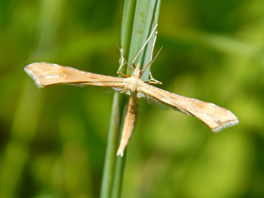 Yarrow Plume Moth from Сысертский р-н, Свердловская обл., Россия on ...