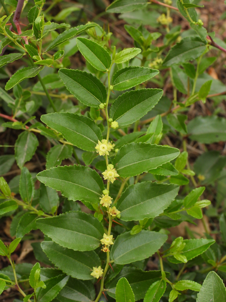 (Ziziphus jujuba spinosa) - Botanical Realm