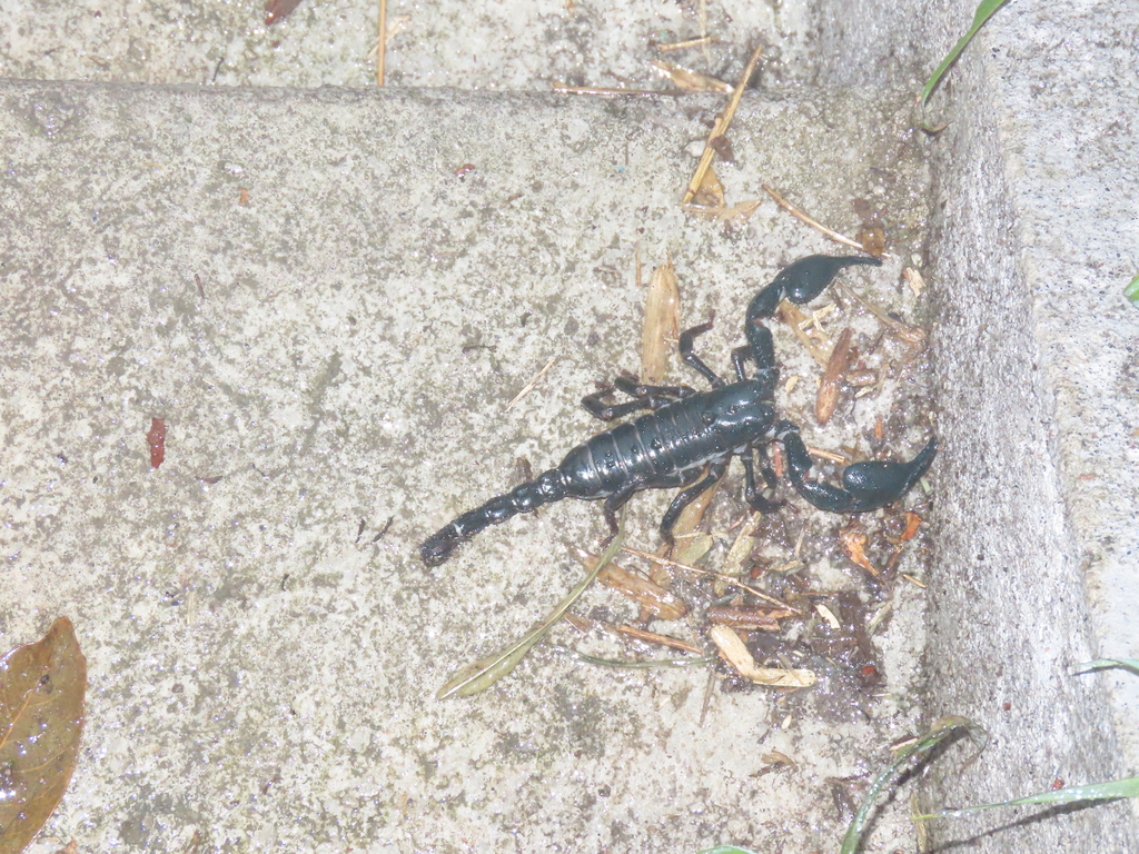 Asian Blue Forest Scorpion from Kabupaten Sleman, Daerah Istimewa ...