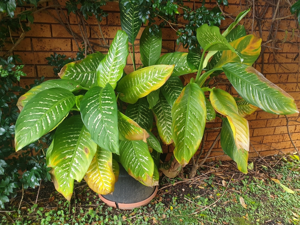 tuftroot from Toormina NSW 2452, Australia on July 7, 2022 at 11:13 AM ...