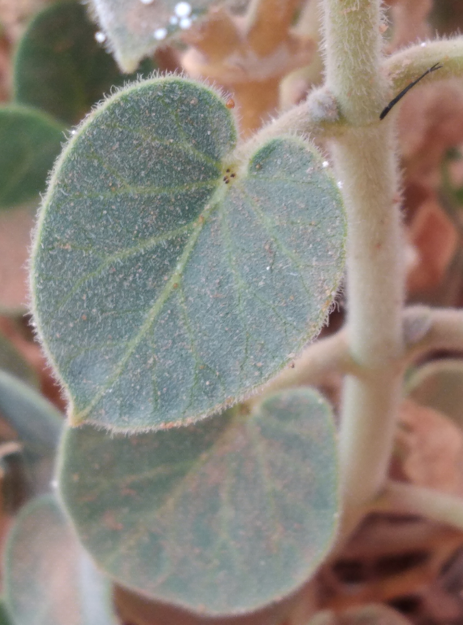 Pergularia tomentosa L.