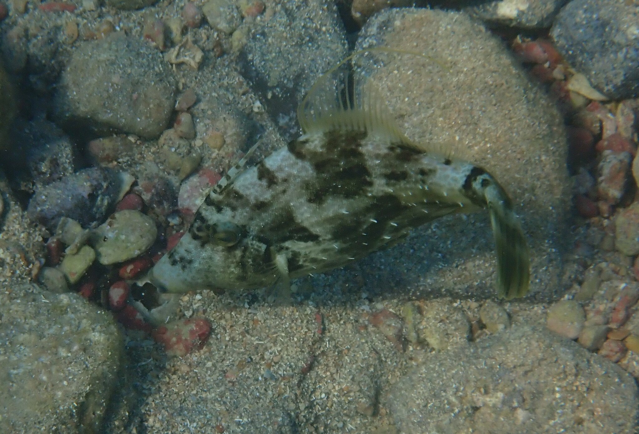 Stephanolepis diaspros Fraser-Brunner, 1940