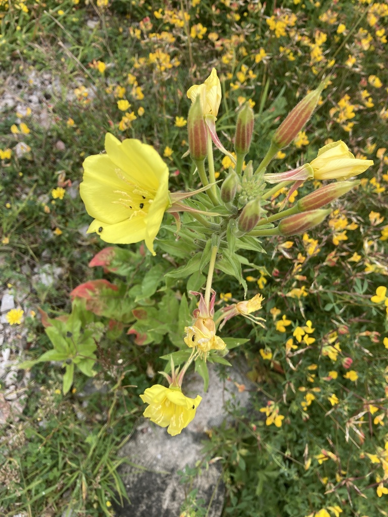 Large-flowered Evening-primrose from Parr, St Helens, England, GB on ...