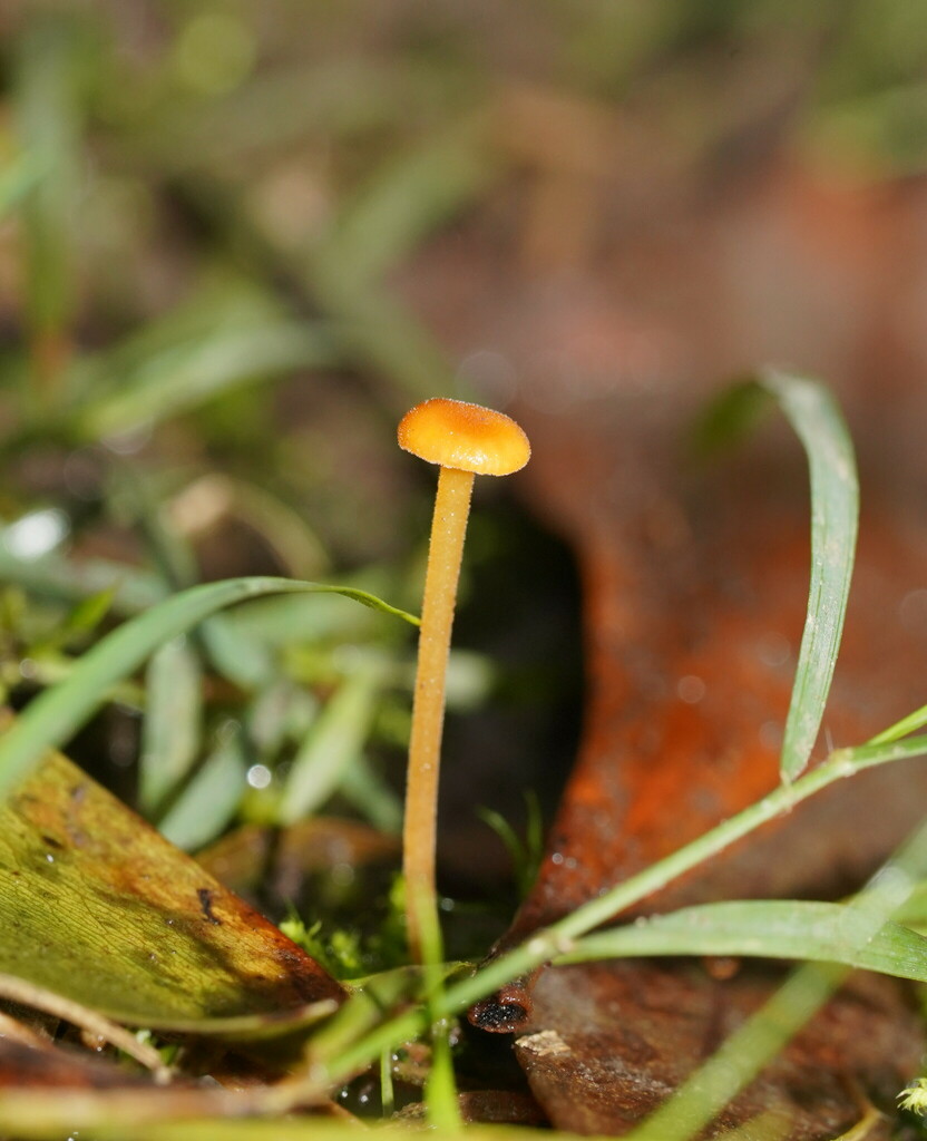 Orange Moss Agaric from Noorinbee VIC 3890, Australia on July 04, 2022 ...