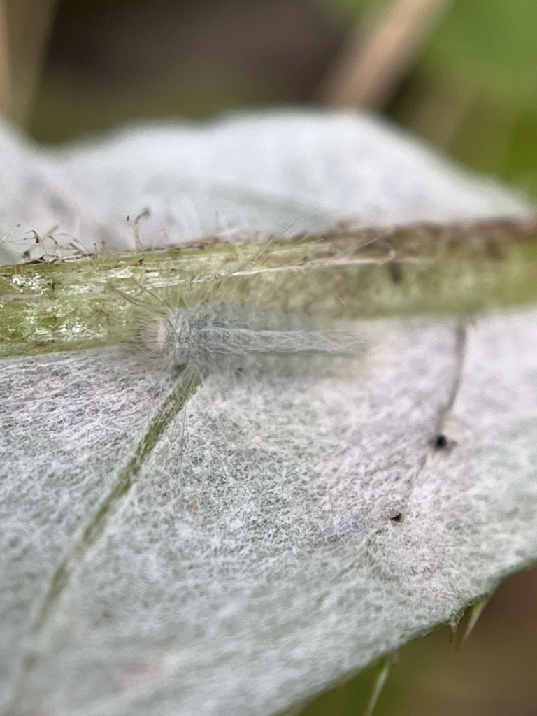 Swamp Metalmark from Commerce Dr, Jefferson City, MO, US on July 06 ...