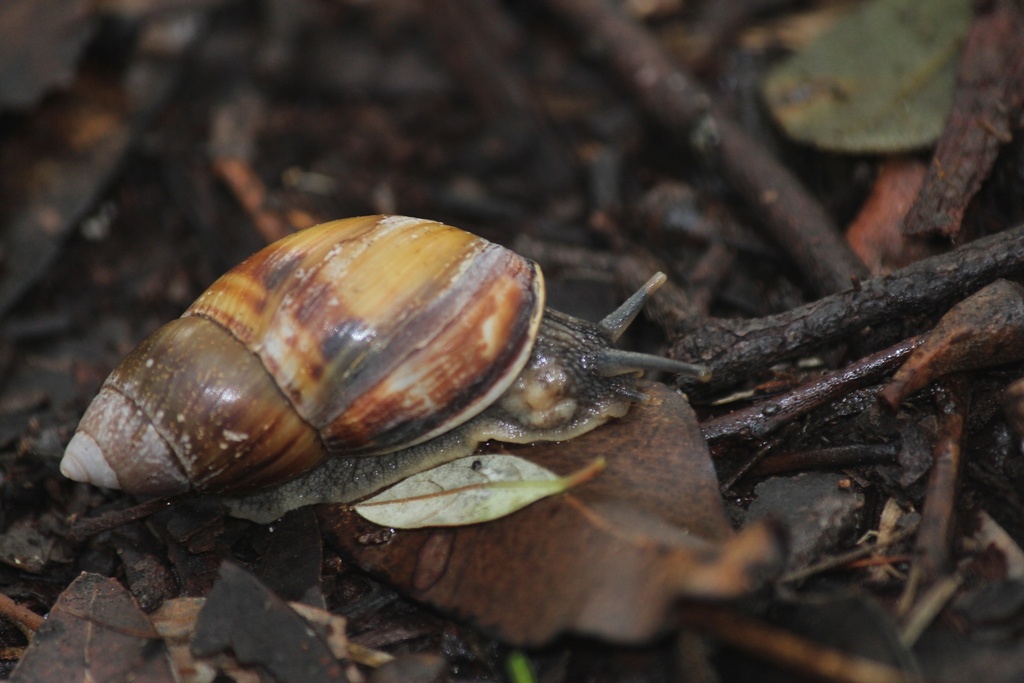 Bothriembryon in June 2013 by Aaron David · iNaturalist