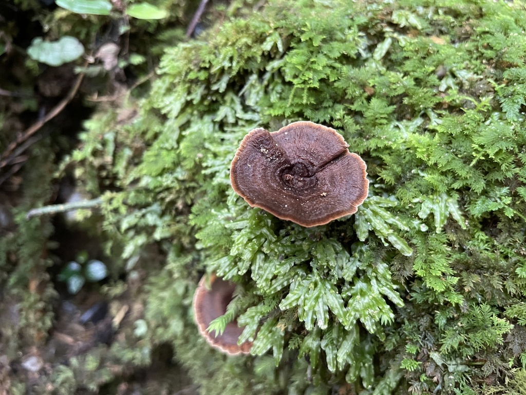 Shiny cinnamon polypore in July 2022 by ShiroTomK · iNaturalist