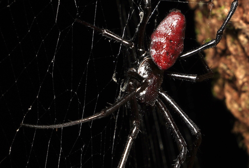 Réunion Hermit Spider in July 2022 by Pierre-Louis Stenger · iNaturalist