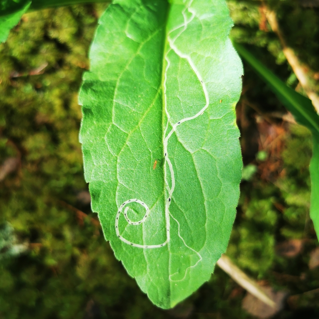 Ophiomyia maura from 32315, Lietuva on July 07, 2022 at 02:12 PM by ...