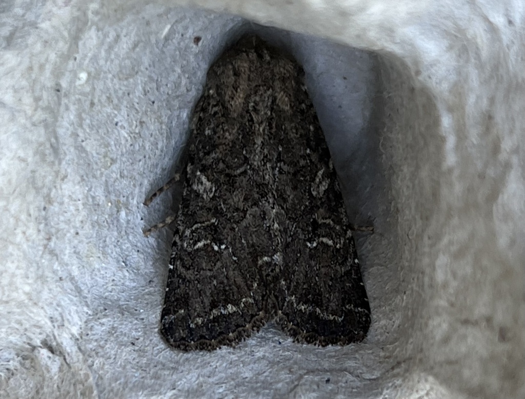 Glassy Cutworm Moth from Notre Dame Dr, Wilmot, ON, CA on July 7, 2022 ...