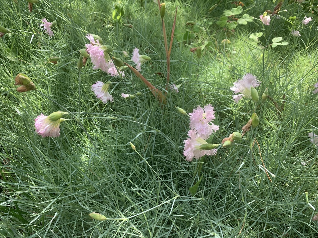 Fringed Pink from Первомайское, Москва, RU on July 7, 2022 at 03:09 PM ...