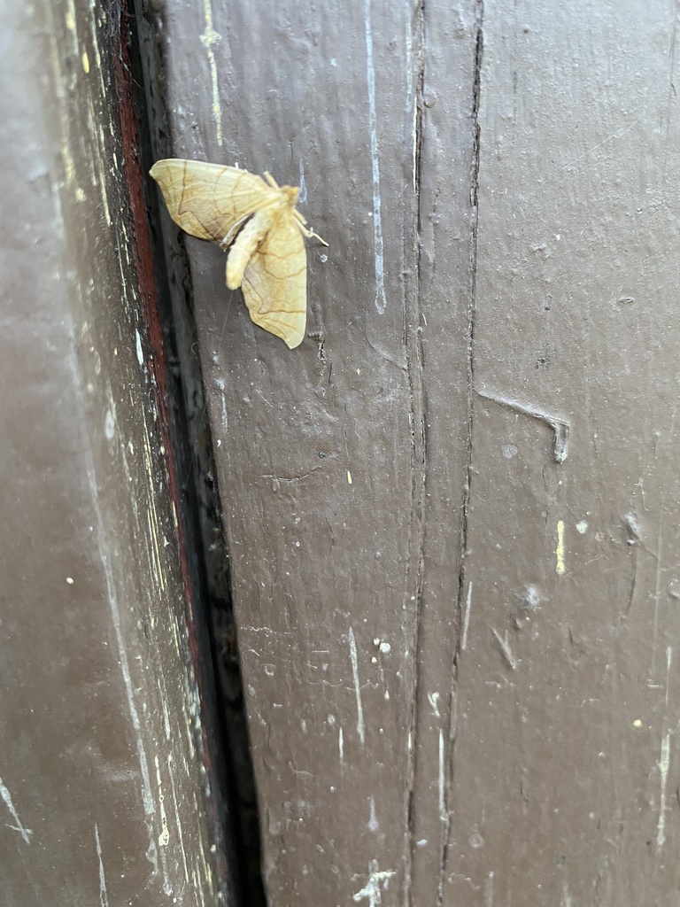 Grapevine Looper Moths from Rondeau Provincial Park, Chatham-Kent, ON ...