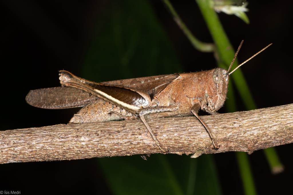 Abracris flavolineata from Chácara Cantinho do Céu, Mandaguari - PR ...
