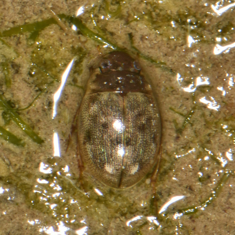 Laccobius from Bridgeport West, Kitchener, ON, Canada on July 06, 2022 ...