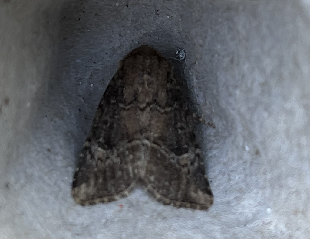 Ruddy Quaker Moth from Notre Dame Dr, Wilmot, ON, CA on July 7, 2022 at ...