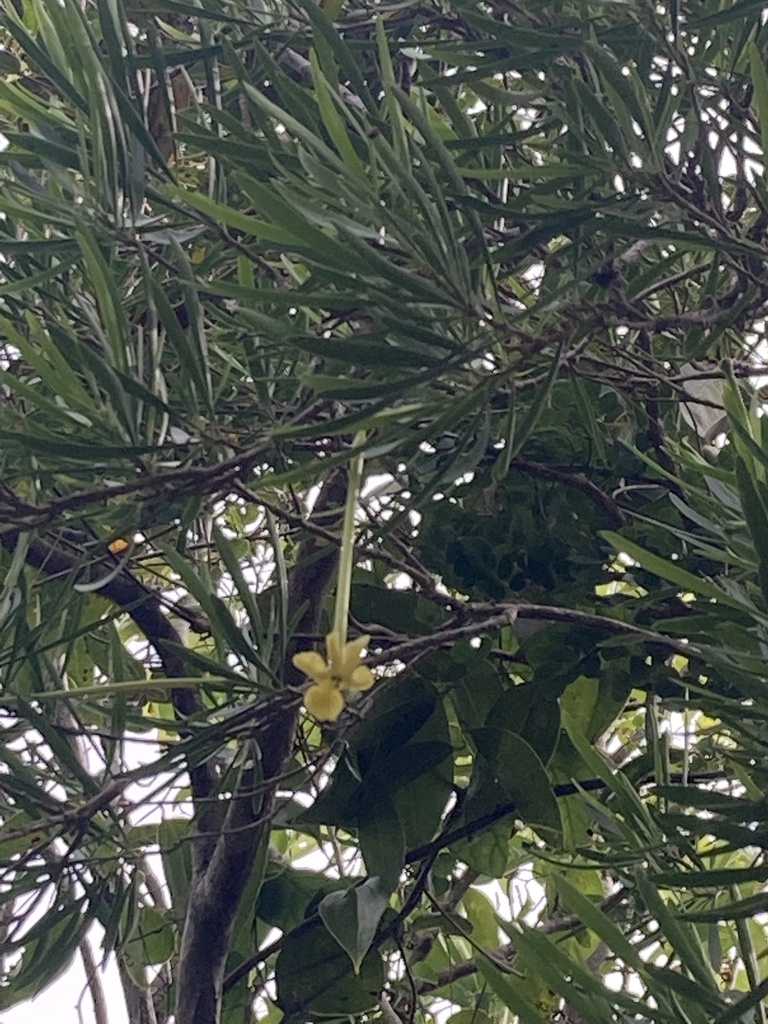 Serpentine Hill raintree from Puerto Rico, Maricao, Puerto Rico, US on ...