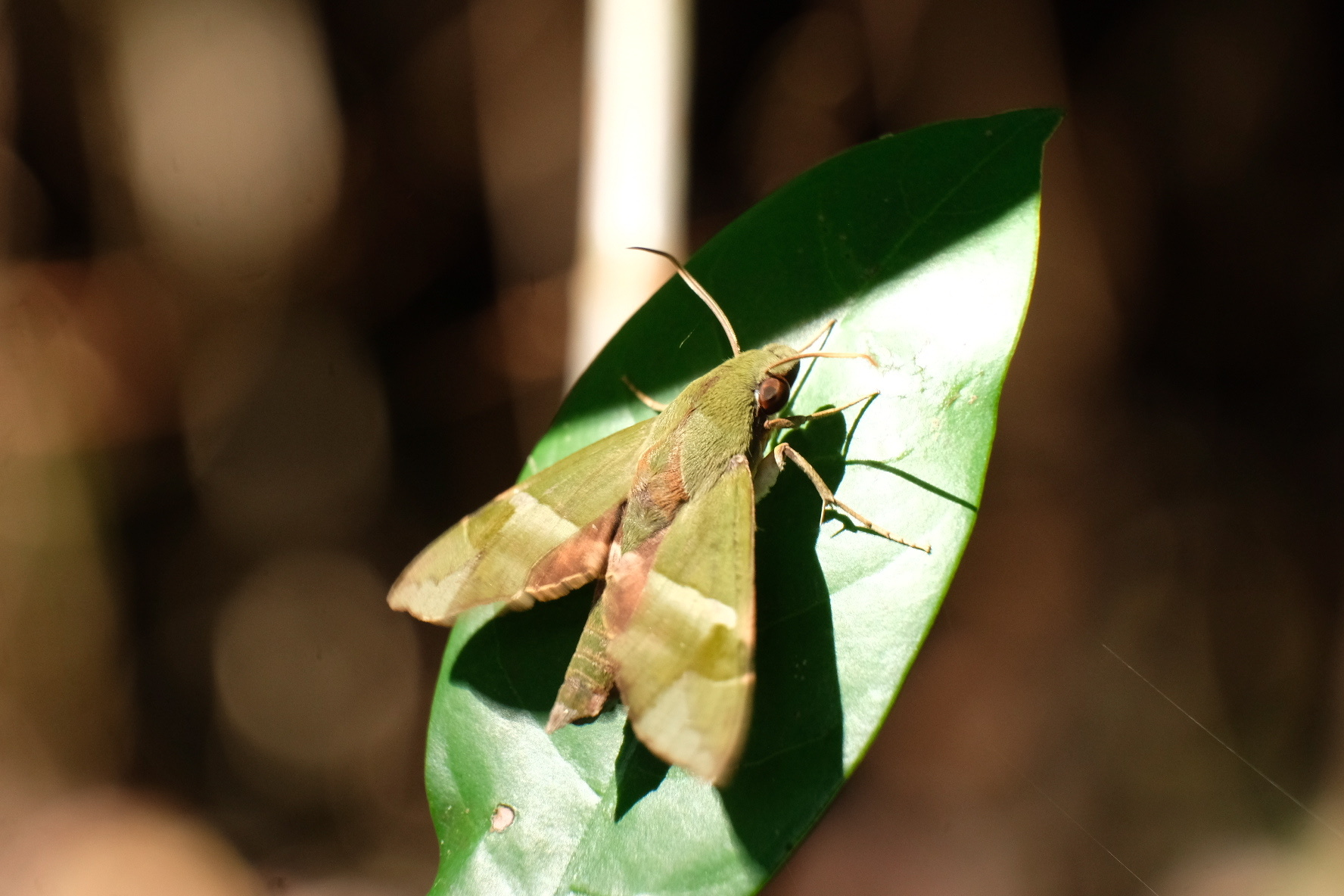 Angonyx testacea Walker, 1856