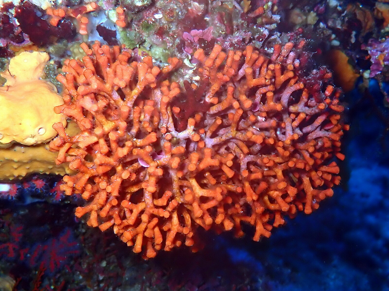 Myriaporidae