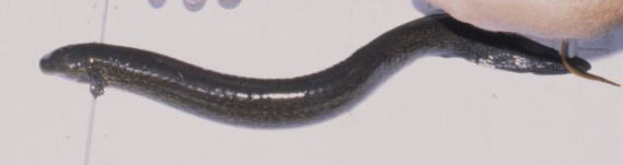 Greater Siren from Biscayne Canal (C-8), Miami Lakes, FL, USA on August ...