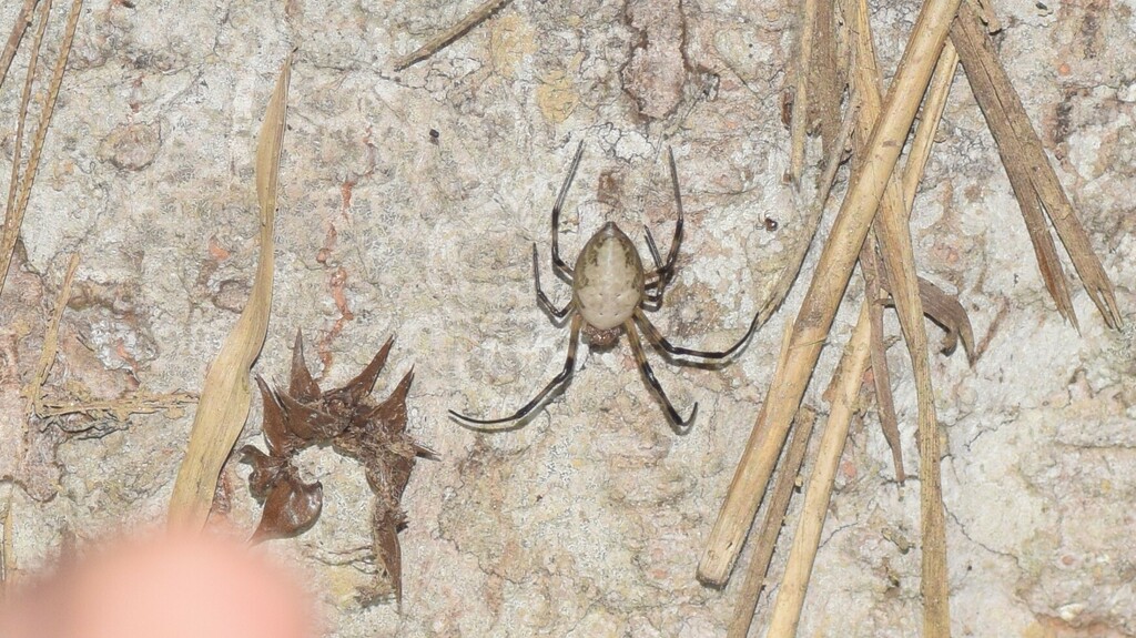 Madagascar Hermit Spider from Moramanga District, Madagascar on June 27 ...