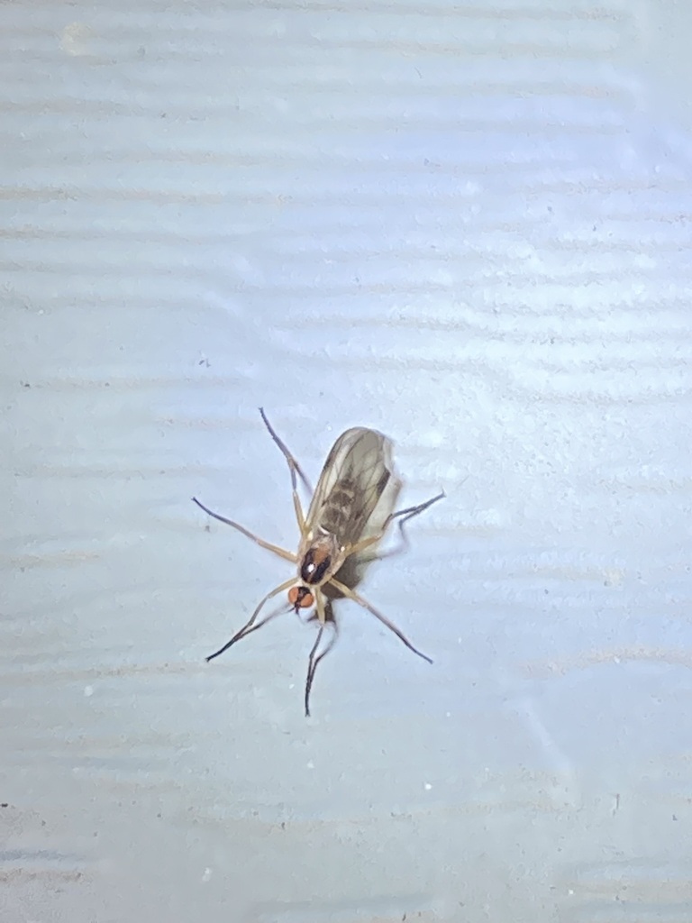 Rhamphomyia from Andover, MN 55304, USA on July 05, 2022 at 09:59 PM by ...