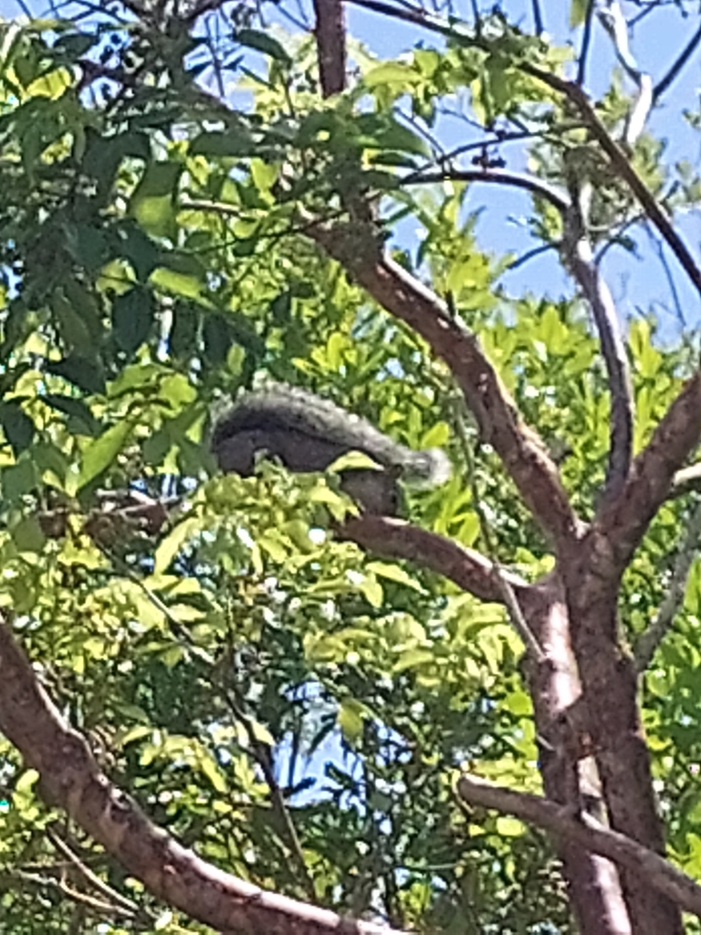 Yucatán Squirrel from 77730 Q.R., México on July 05, 2022 at 10:40 AM ...