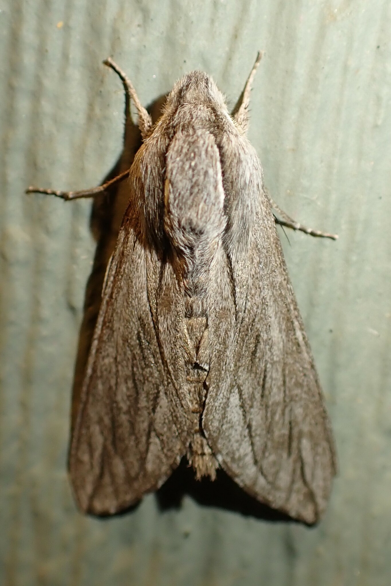 Sphinx sequoiae Boisduval, 1868
