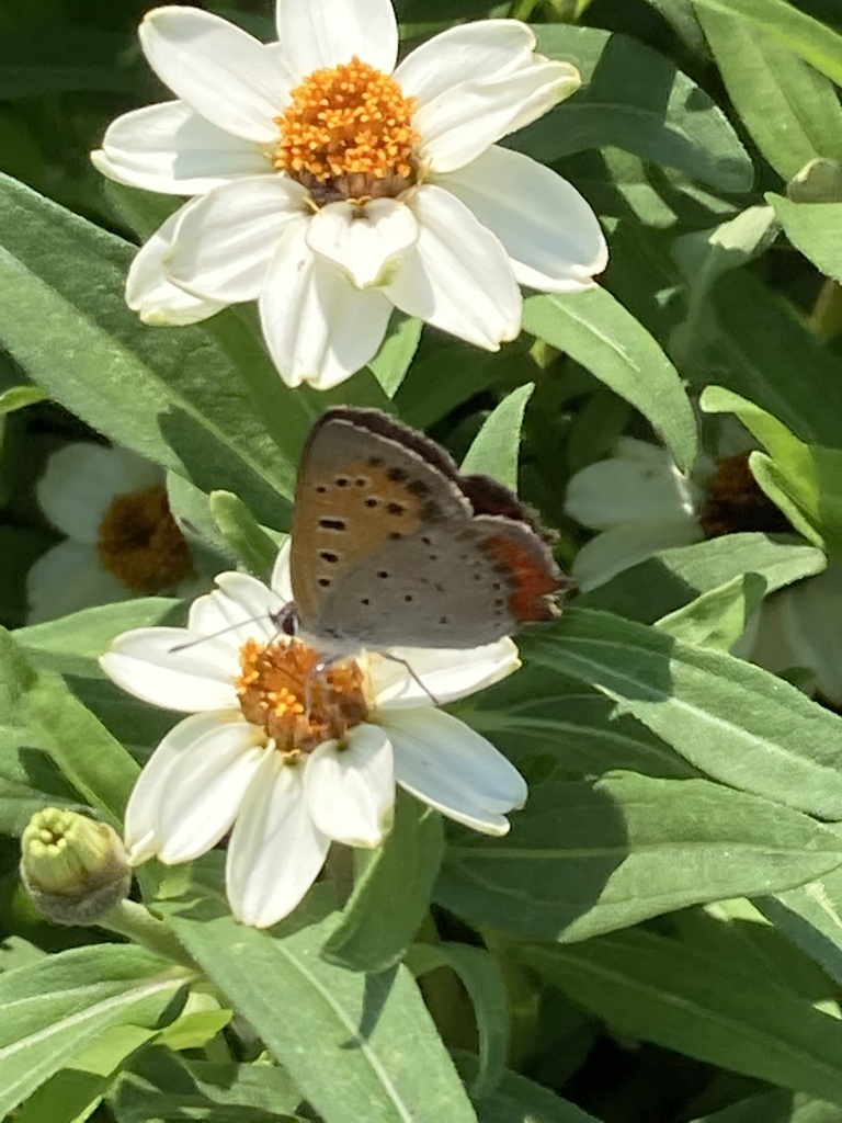 Japanese copper from Ama-no-Hashidate View Land, Miyazu, Kyoto, JP on ...