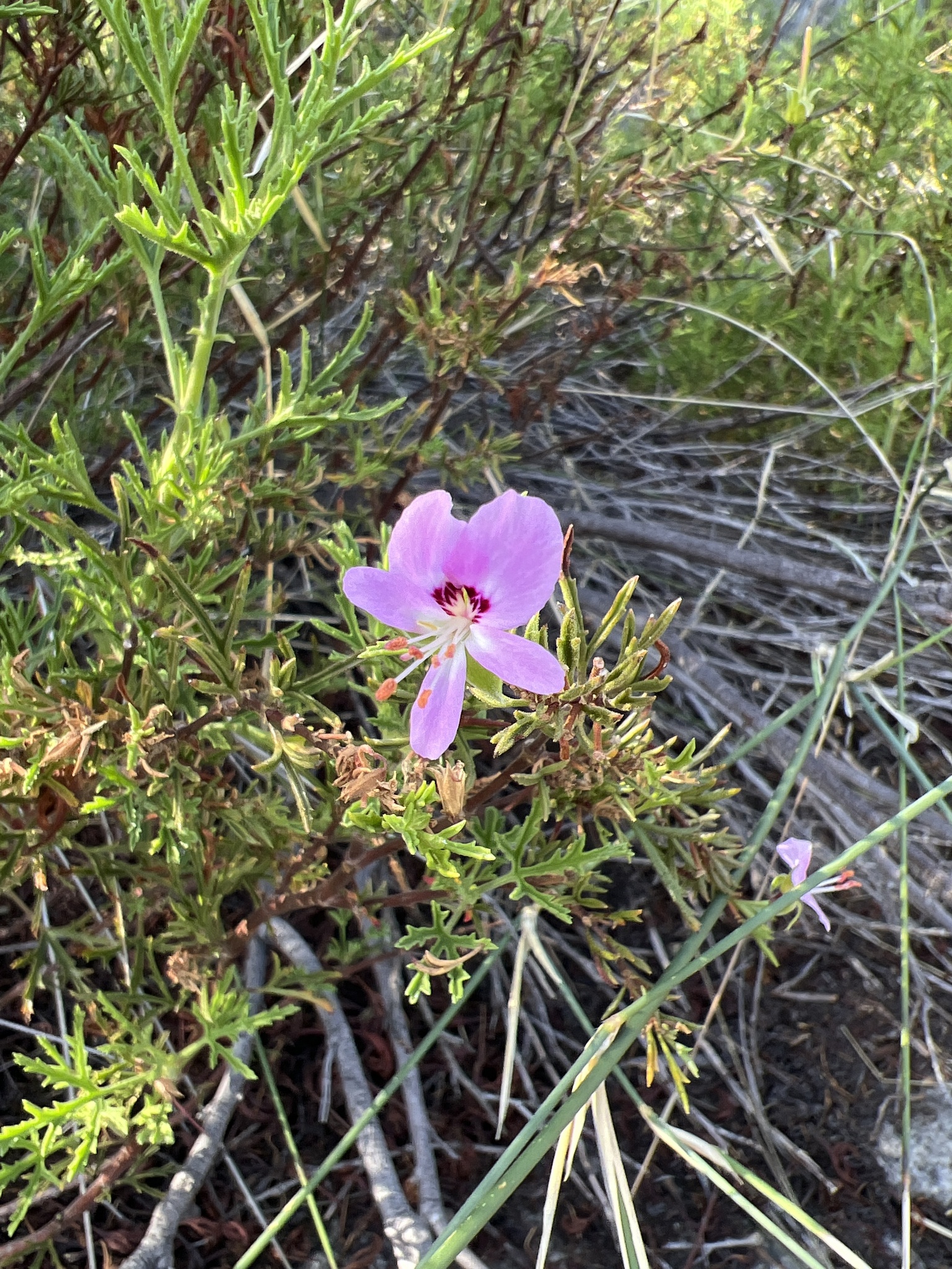 Pelargonium scabrum (L.) L'Hér.