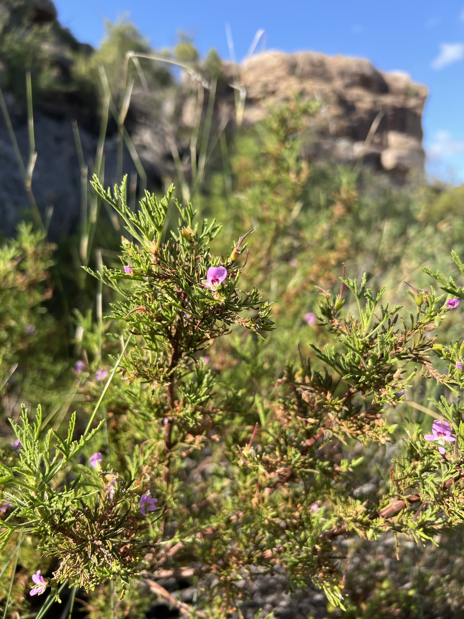 Pelargonium scabrum (L.) L'Hér.