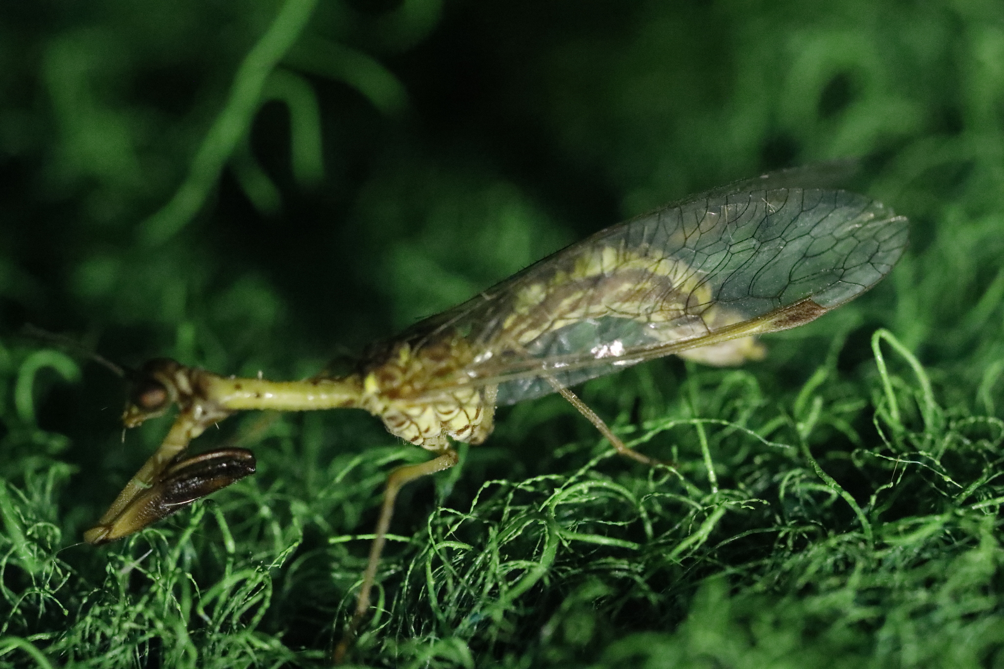 Mantispa styriaca (Poda, 1761)