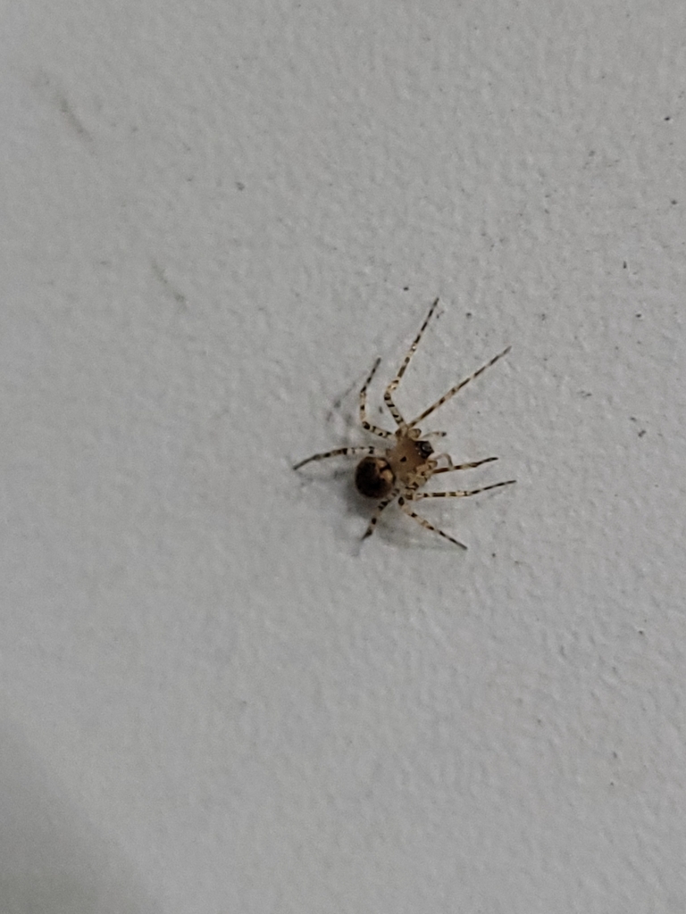 Araneoid Spiders from Parada 2 - Cunha Gago - Pinheiros, São Paulo - SP ...