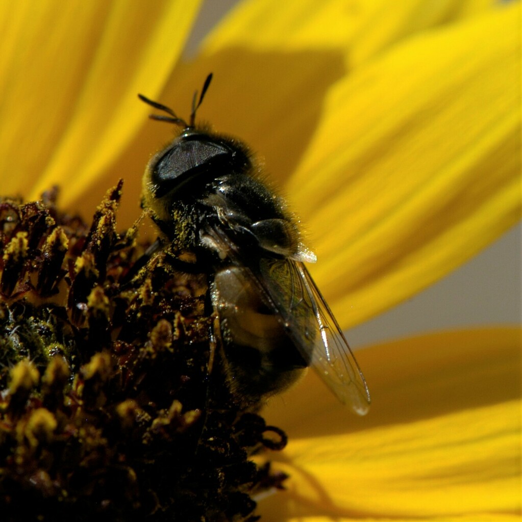 Copestylum lentum in July 2022 by Elliott Gordon. male · iNaturalist