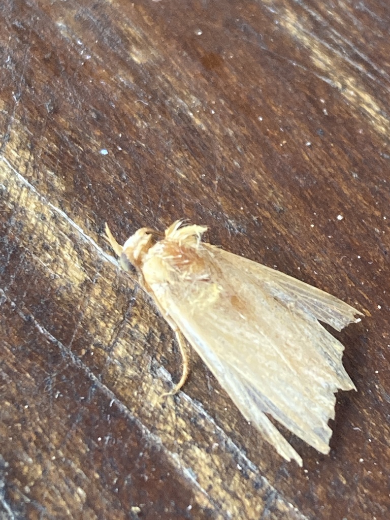 Red-crossed Button Slug Moth from Privada Sooh, Solidaridad, QROO, MX ...