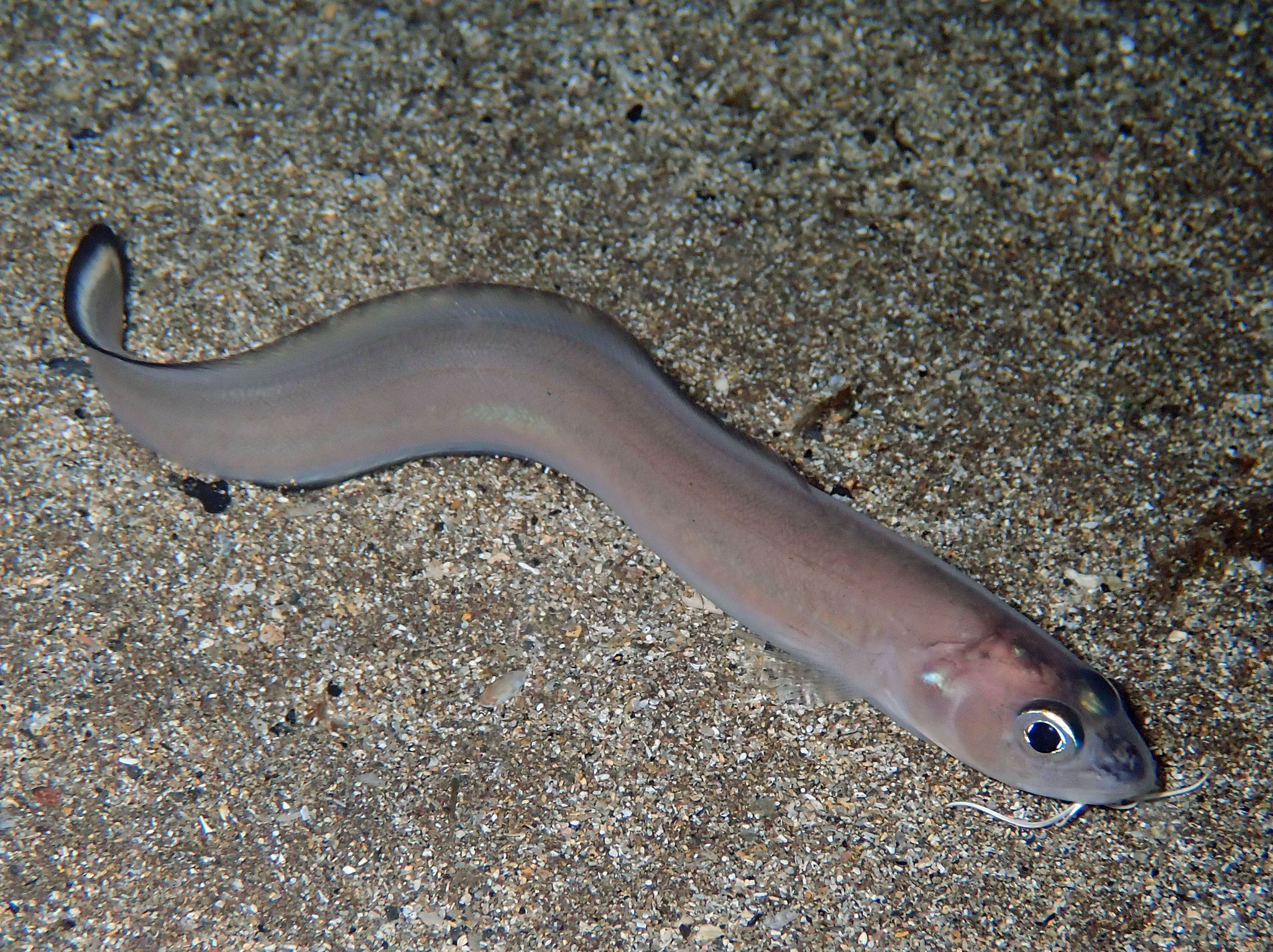 Ophidion rochei Müller, 1845