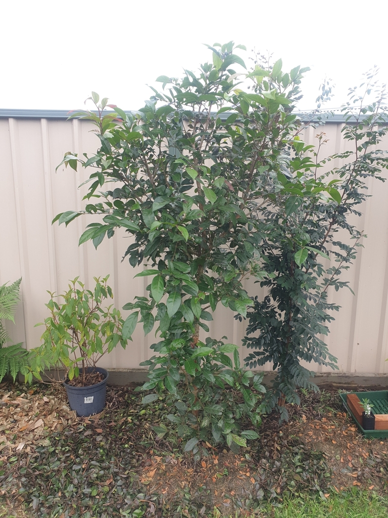 Cheese Tree from Toormina NSW 2452, Australia on July 07, 2022 at 10:46 ...