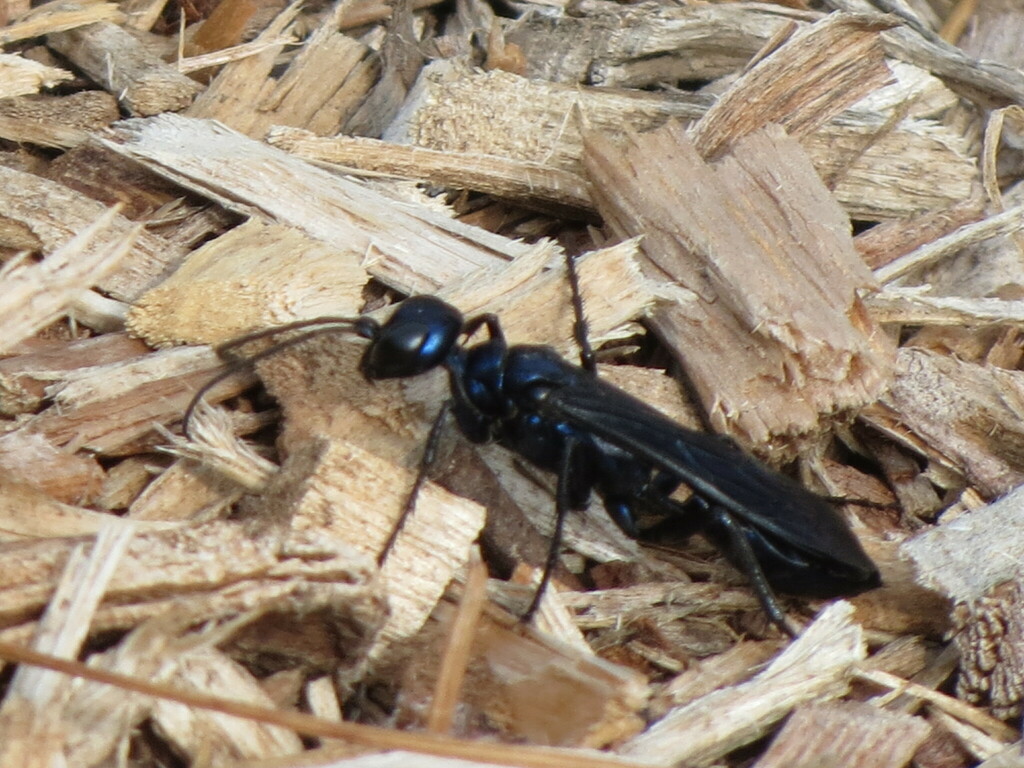 Steel-blue Cricket-hunter Wasp from Rockford, IL, USA on July 07, 2022 ...