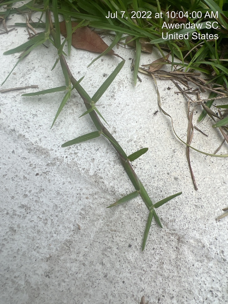 Rimose Fungus-farming Ant from Francis Marion National Forest, Awendaw ...