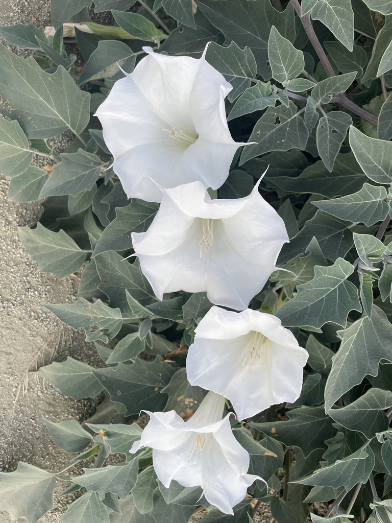 Sacred Datura from American River Parkway - River Bend Park, Rancho ...