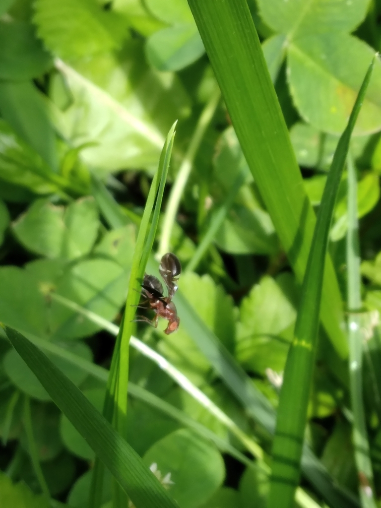 Common Picture-winged Fly from New York, NY 10024, USA on July 07, 2022 ...