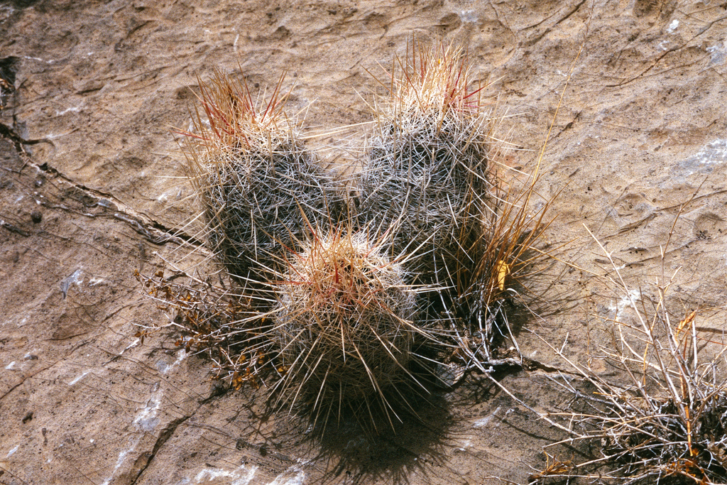 Thelocactus bicolor bolaensis from Parras, Coahuila, Messico on March 3 ...
