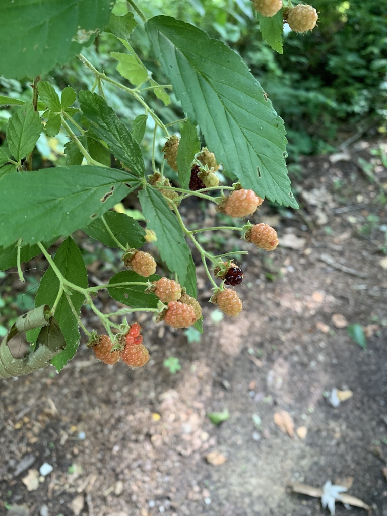 Pennsylvania Blackberry from Shelby Farms Park, Memphis, TN, US on June ...